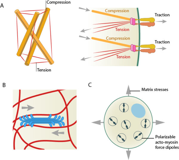 What is Mechanobiology? - Mechanobiology Institute, National University of Singapore
