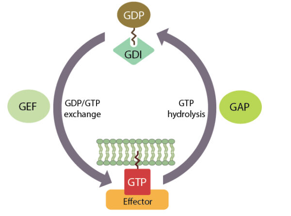 How do small GTPases regulate mechanosignaling pathways ...