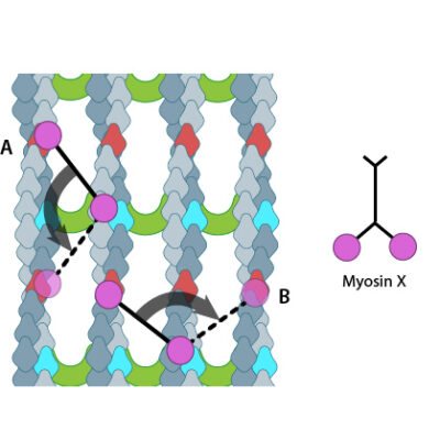 How do motor proteins transport cargo along the cytoskeleton ...