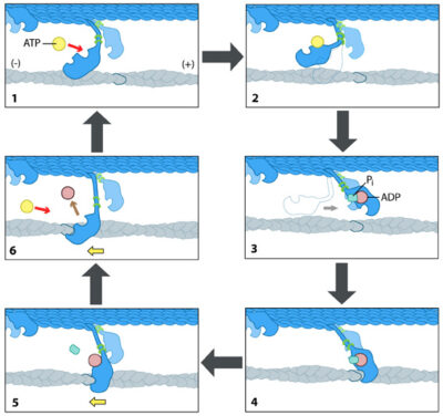 What steps are involved in the myosin powerstroke? - Mechanobiology ...