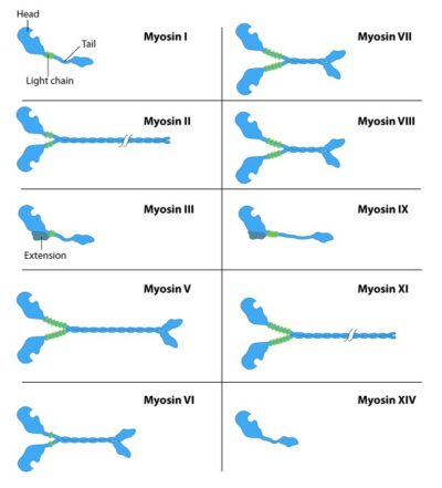 What is Myosin? - Mechanobiology Institute, National University of ...