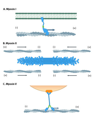 What is Myosin? - Mechanobiology Institute, National University of ...