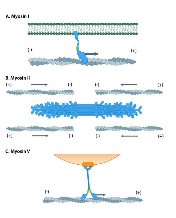 What is Myosin? - Mechanobiology Institute, National University of ...
