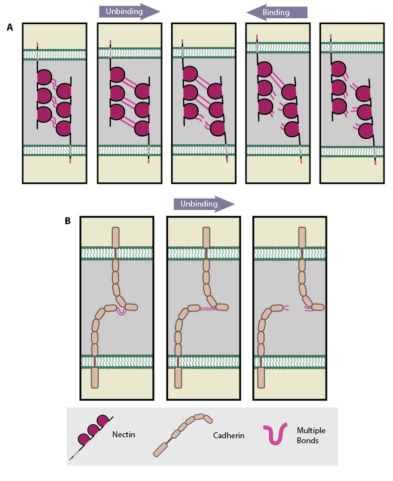 How are adherens junctions assembled? - Mechanobiology Institute, National University of Singapore