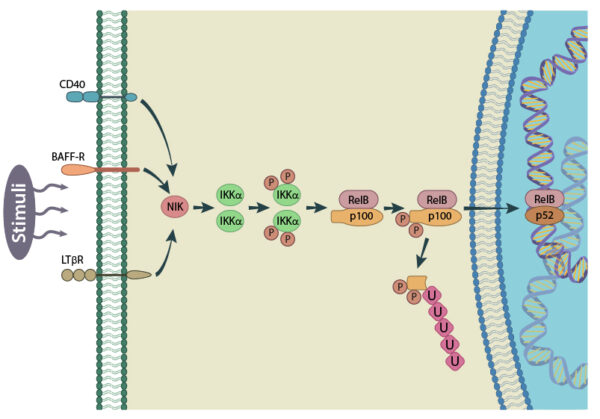 What is the NF-κB pathway? - Mechanobiology Institute, National ...