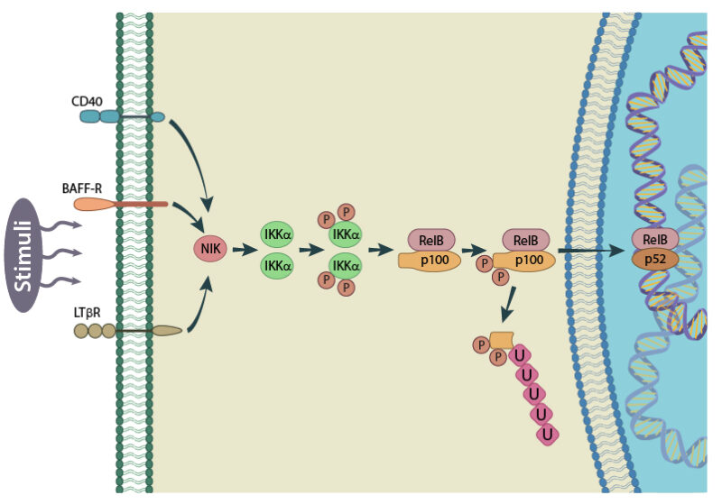 What is the NF-κB pathway? - Mechanobiology Institute, National ...