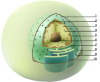 What is the nucleus? - Mechanobiology Institute, National University of ...