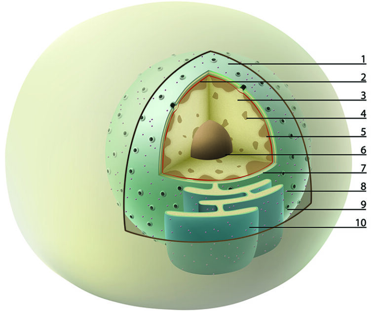 What is the nucleus? - Mechanobiology Institute, National University of ...