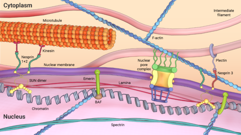 Genome Regulation - Mechanobiology Institute, National University of ...