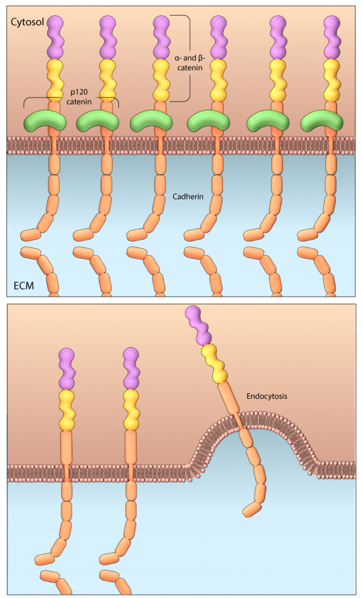 How are cell-cell adhesions regulated? - Mechanobiology Institute, National University of Singapore