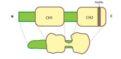 What is parvin? - Mechanobiology Institute, National University of ...