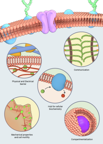 Membrane Dynamics - Mechanobiology Institute, National University of ...