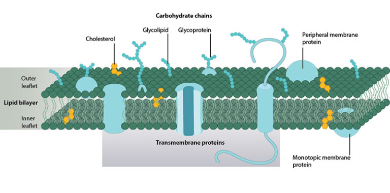 What is the plasma membrane? - Mechanobiology Institute, National ...