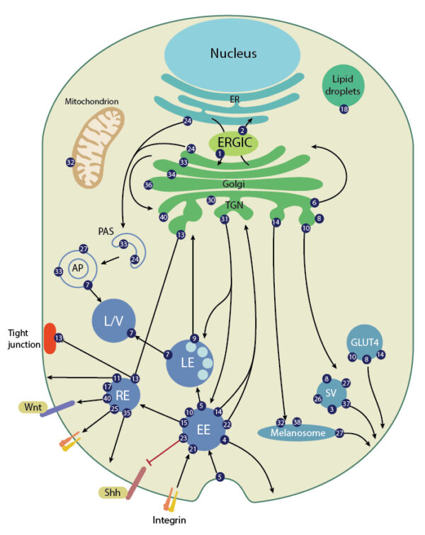 What are Rab GTPases? - Mechanobiology Institute, National University ...