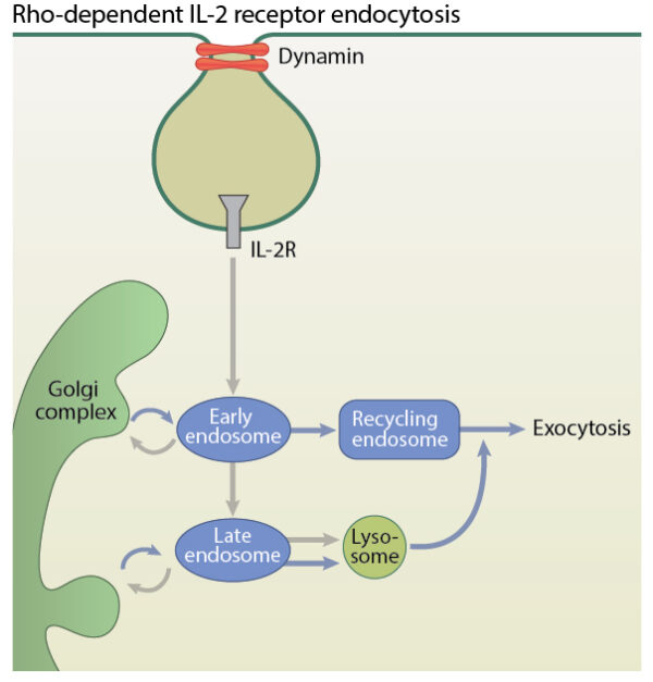 What is Rho-dependent IL-2 receptor endocytosis? - Mechanobiology ...