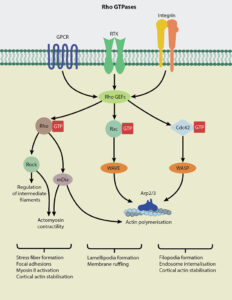 What are Rho GTPases? - Mechanobiology Institute, National University ...
