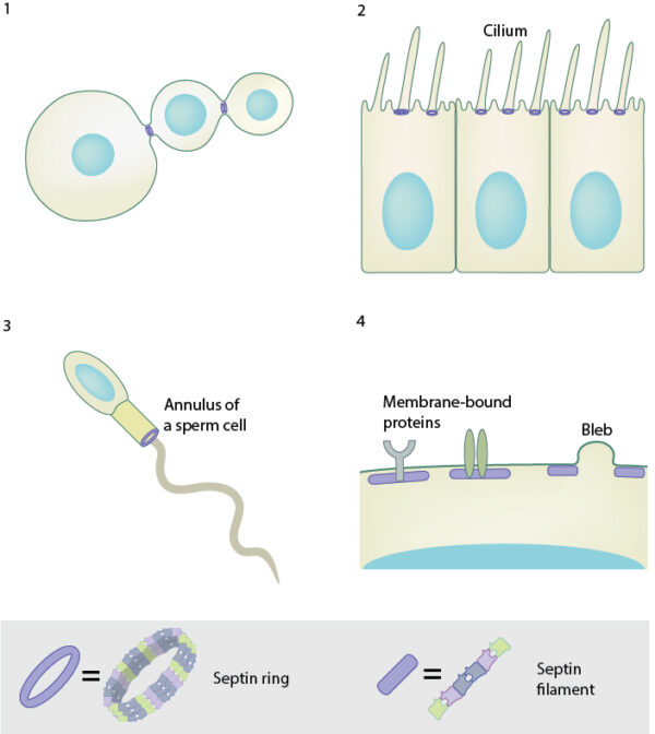 What are septins? - Mechanobiology Institute, National University of ...