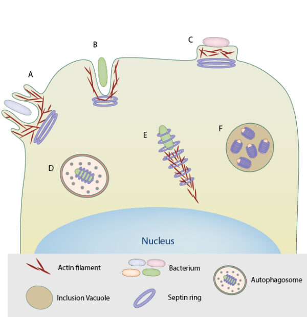 What are septins? - Mechanobiology Institute, National University of ...