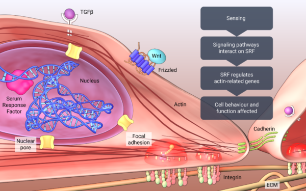 What is Serum Response Factor? - Mechanobiology Institute, National ...