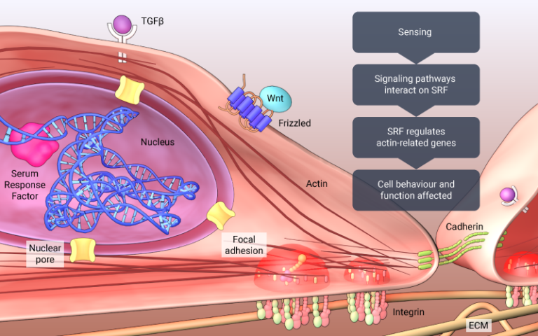 What is Serum Response Factor? - Mechanobiology Institute, National ...