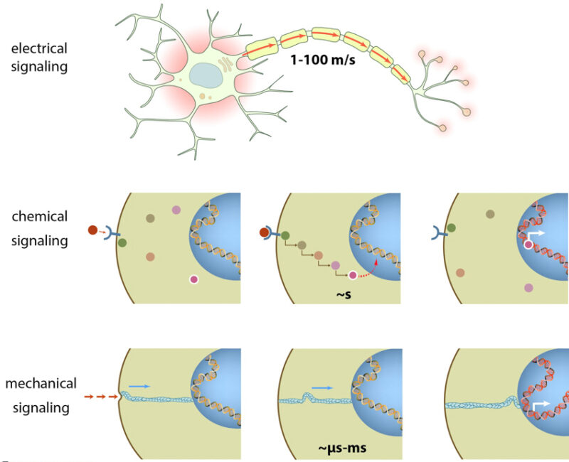 Mechanosignaling - Mechanobiology Institute, National University of ...