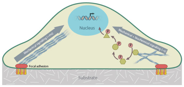Which biochemical pathways are regulated by mechanical signals ...