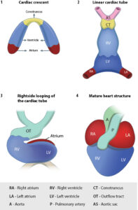 How does the heart form? - Mechanobiology Institute, National ...