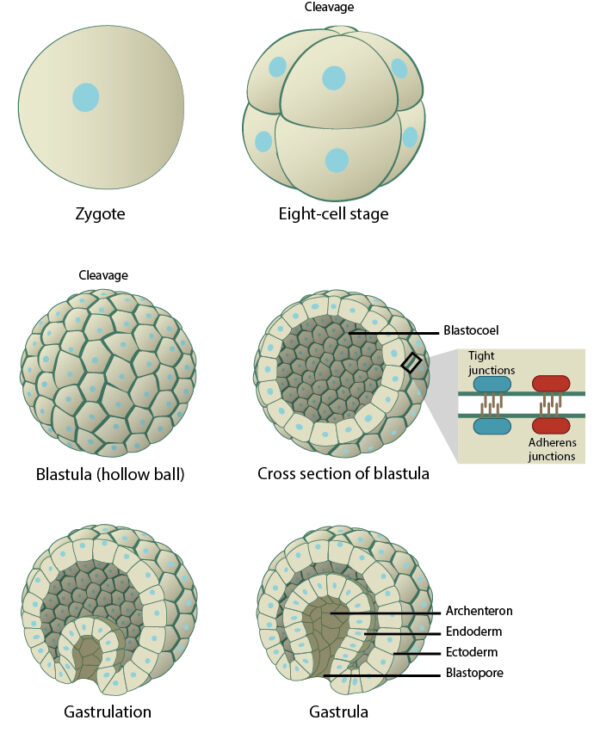 Development - Mechanobiology Institute, National University of Singapore