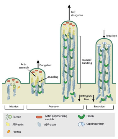 How does cross-linking of actin filaments aid in filopodia extension ...