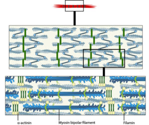 What is Actomyosin? - Mechanobiology Institute, National University of ...