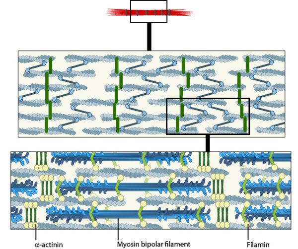 What is Actomyosin? - Mechanobiology Institute, National University of ...
