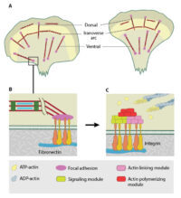 What is the function of stress fibers? - Mechanobiology Institute ...