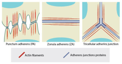 What are adherens junctions? - Mechanobiology Institute, National University of Singapore