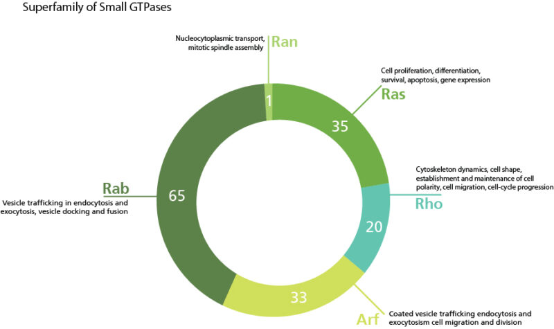 How do small GTPases regulate mechanosignaling pathways? - Mechanobiology Institute, National ...