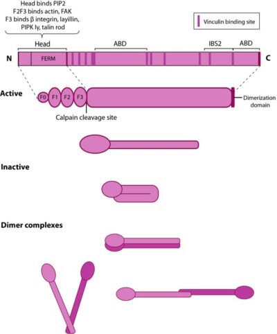 What is talin? - Mechanobiology Institute, National University of Singapore