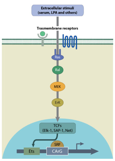 How is SRF signaling activated? - Mechanobiology Institute, National ...