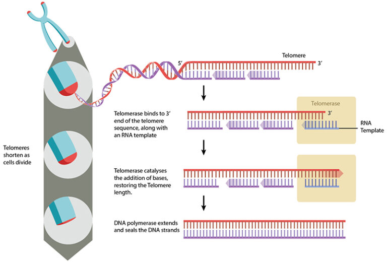 What are telomeres? - Mechanobiology Institute, National University of ...