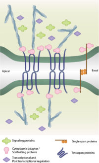 What are tight junctions? - Mechanobiology Institute, National ...