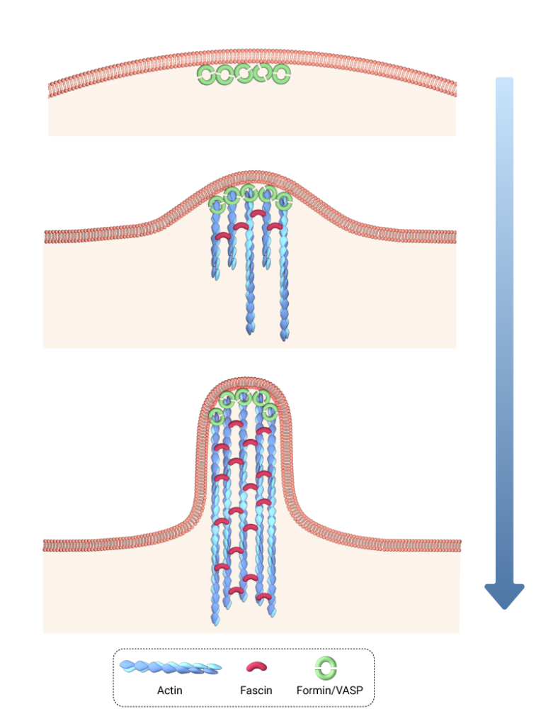 What is actin nucleation? - Mechanobiology Institute, National ...