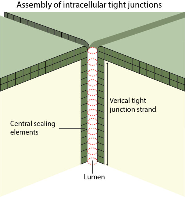 How are tight junctions assembled? - Mechanobiology Institute, National ...