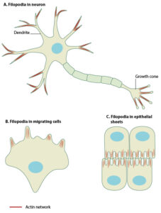 What are filopodia? - Mechanobiology Institute, National University of ...
