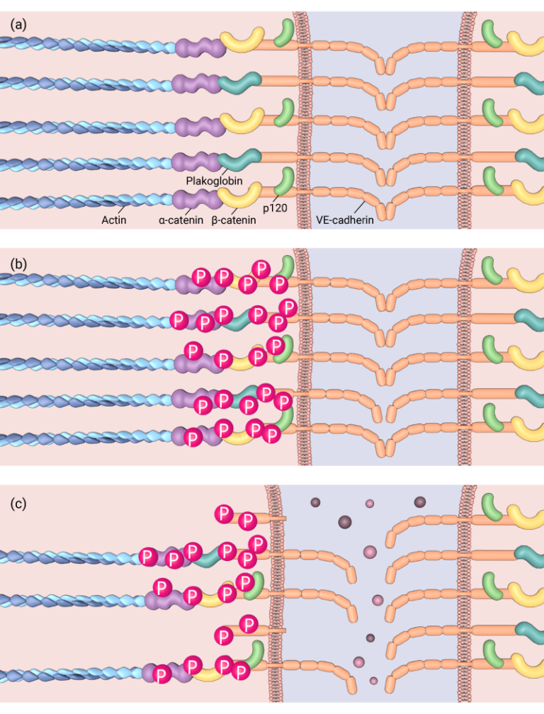 How do post-translational modifications of cell-cell adhesions impact ...