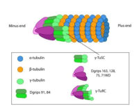 How does the tubulin complex assemble? - Mechanobiology Institute ...