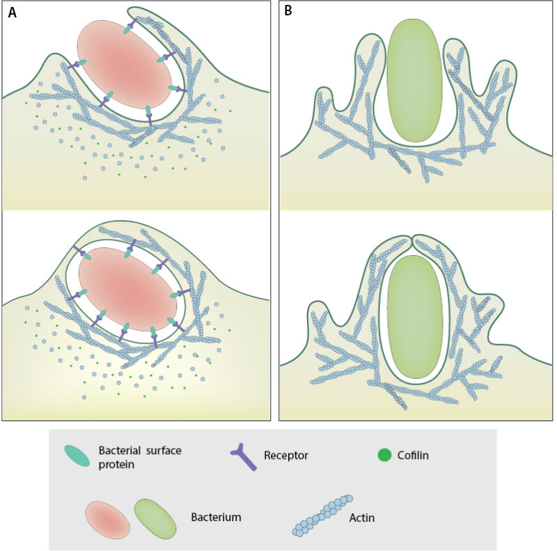 How do bacteria modulate the host cytoskeleton? - Mechanobiology ...