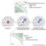 Defining the pattern of cell death and replacement - Mechanobiology ...