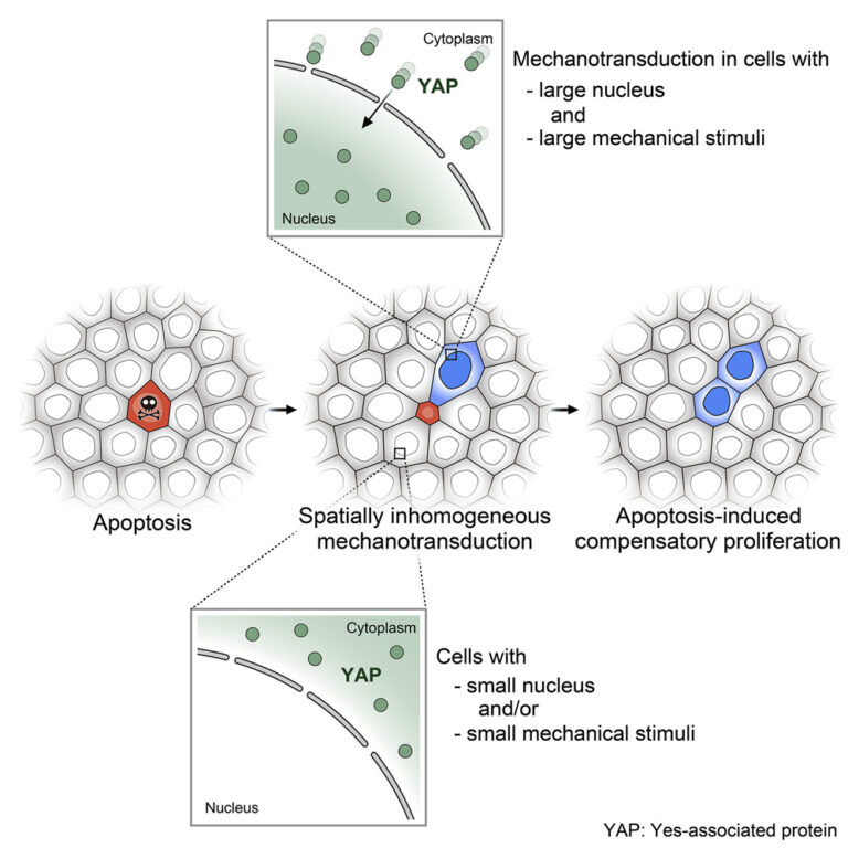 How Dying Cells Signal Growth: Mechanical Forces Drive Targeted Cell ...